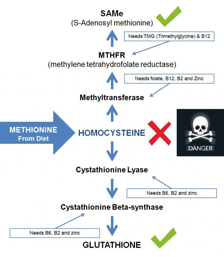 Methylation and MTHFR gene mutations symtoms | MthfrGeneHealth