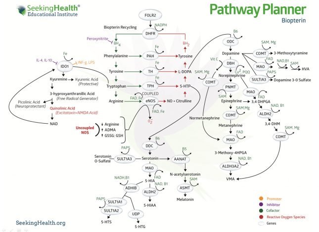 Pathway Planner Biopterin - MTHFR Gene health™