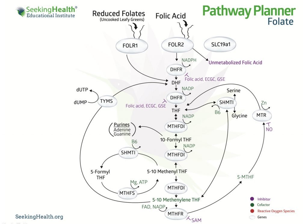 pathway planner folate - MTHFR Gene health™