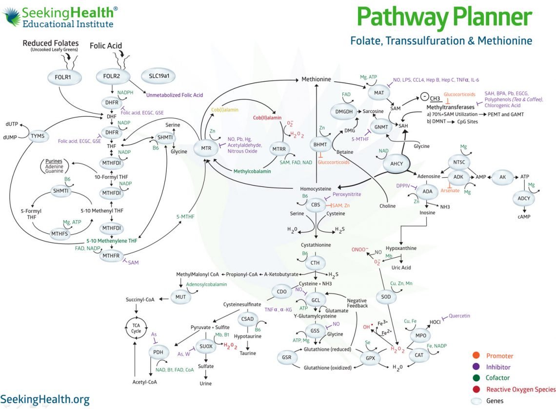 pathway planner folate transsulfuration methionine - MTHFR Gene health™