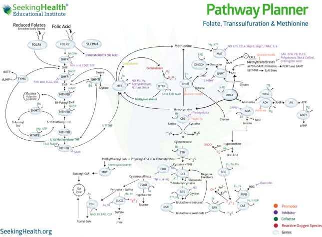 pathway planner folate transsulfuration methionine - MTHFR Gene health™