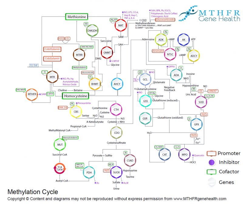 Methylation Cycle homocysteine - MTHFR Gene health™