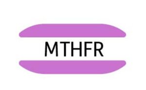Type of MTHFR Gene Mutations | MthfrGeneHealth